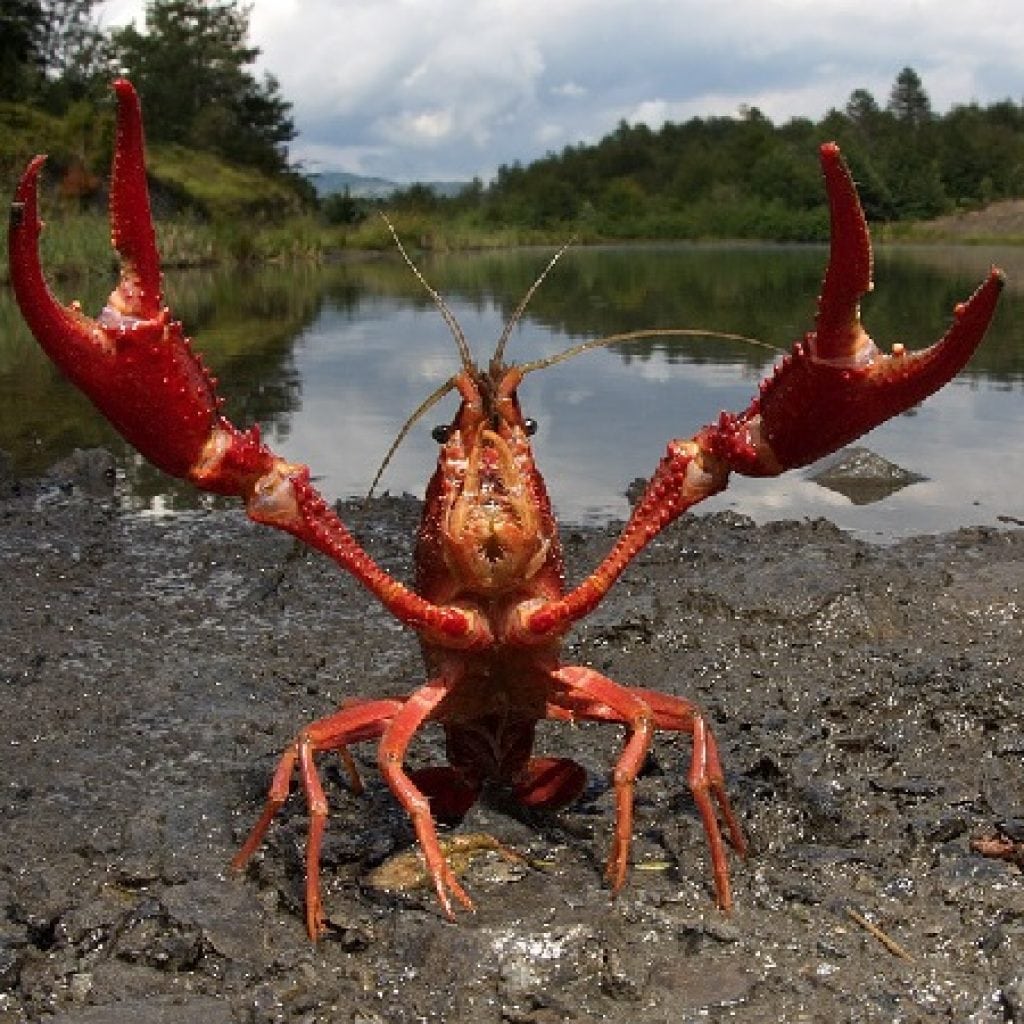 Invasive red swamp crayfish found in two locations in Michigan ⋆ ...