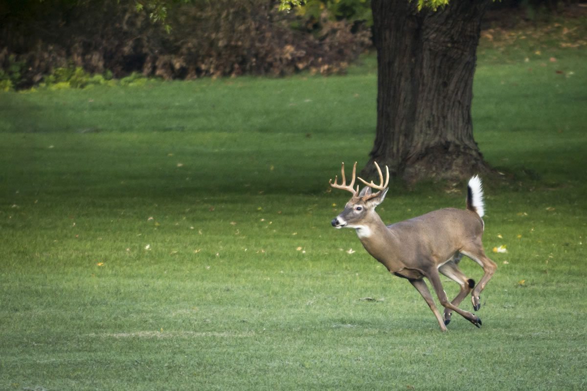 Hunting Suburban Deer - Outdoor Enthusiast Lifestyle Magazine