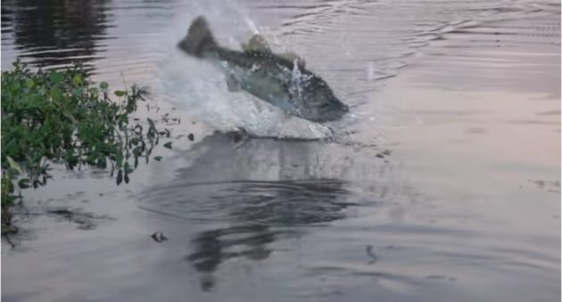 Video: Can a Bass Track its Prey Above the Water’s Surface? - Outdoor ...