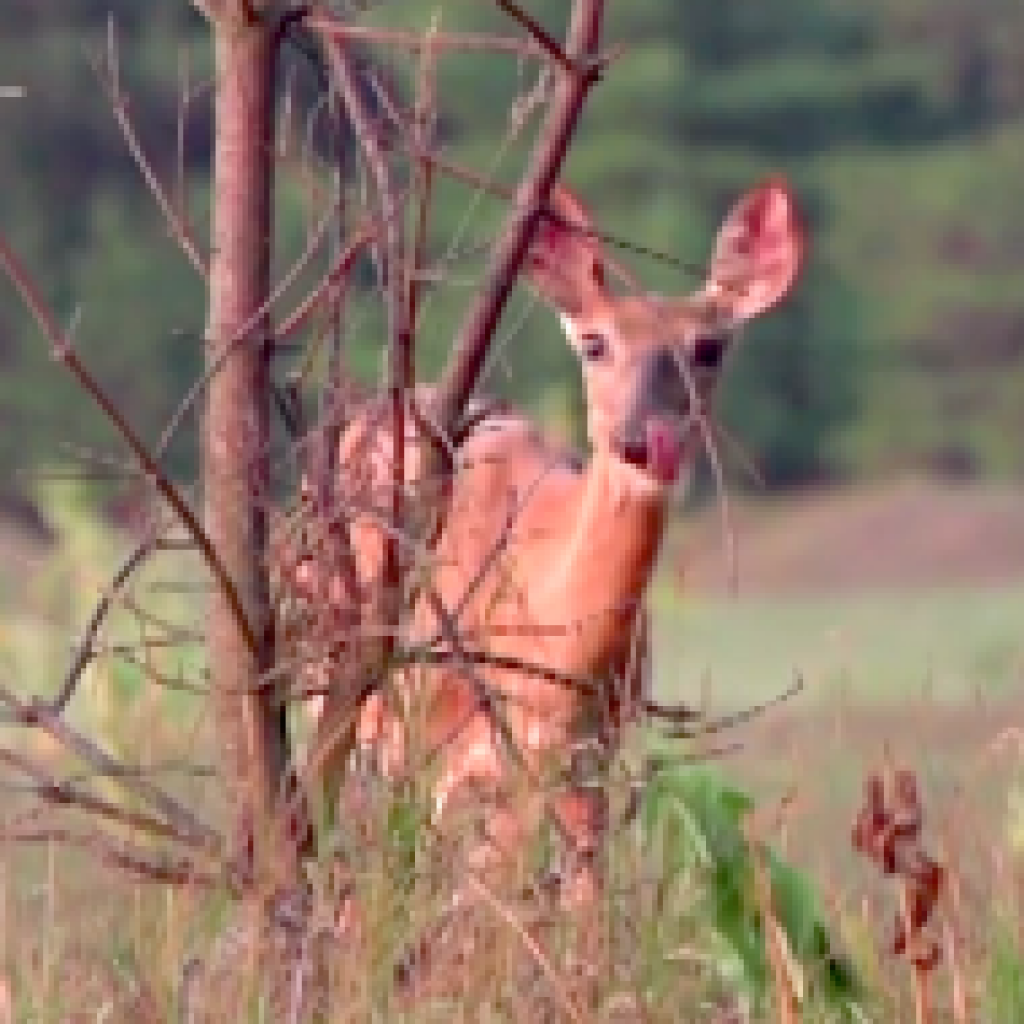 Deer Stomping Foot — What Does It Mean? - Outdoor Enthusiast Lifestyle ...