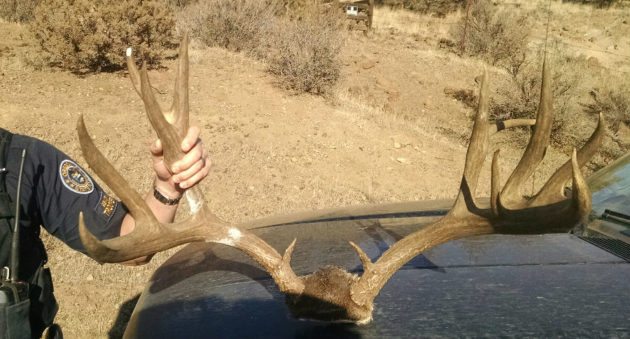Oregon State Police Looking for Leads in Two Oregon Mule Deer Poaching ...