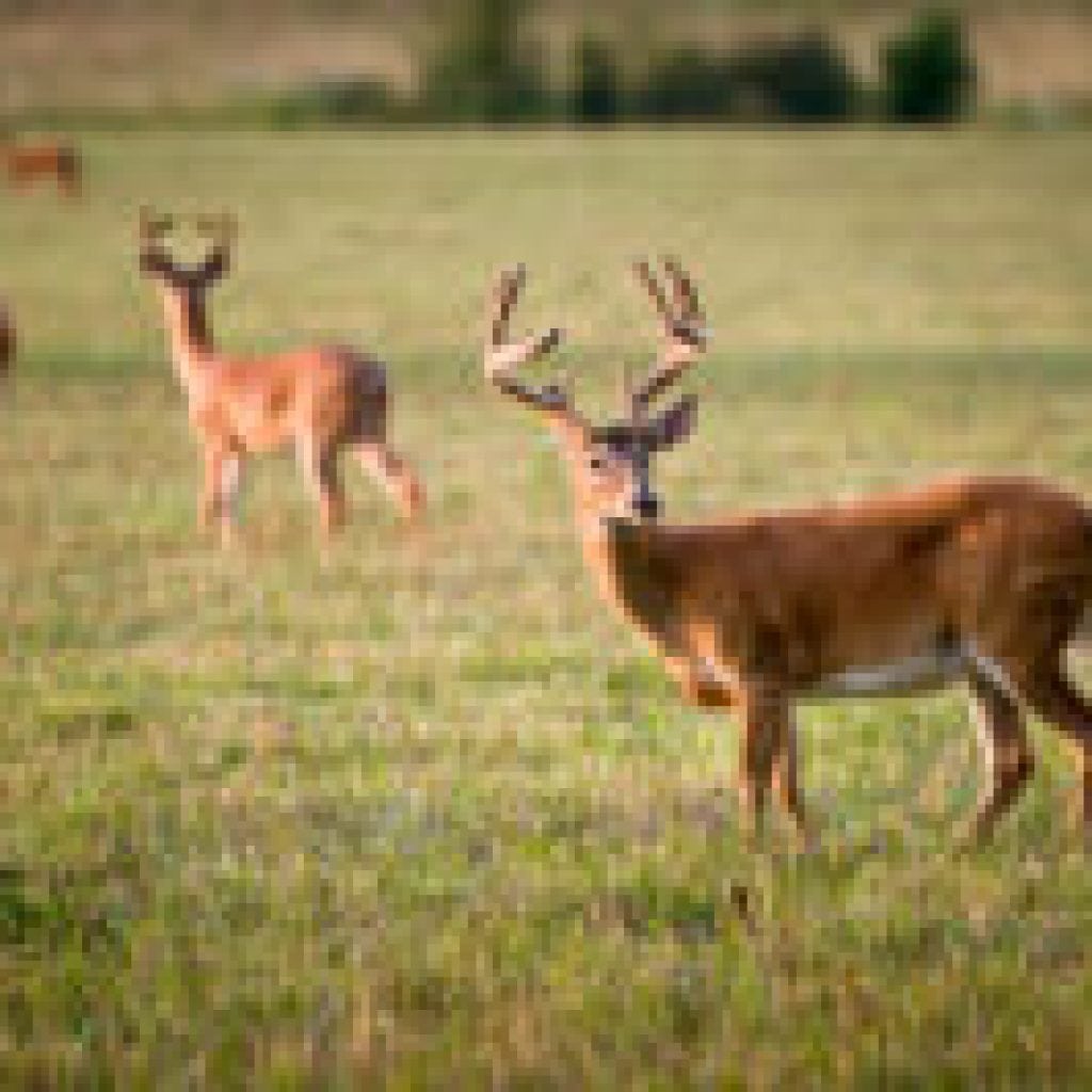 See More Deer by Understanding These Deer Facts - Outdoor Enthusiast ...