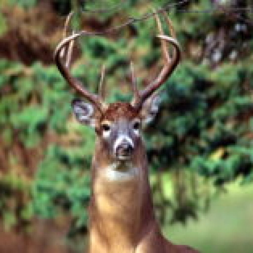 Why Do Deer Snort? – Whitetail Behavior - Outdoor Enthusiast Lifestyle ...