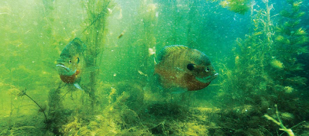 Aquatic Habitat Program Celebrates 20 Years - Outdoor Enthusiast ...