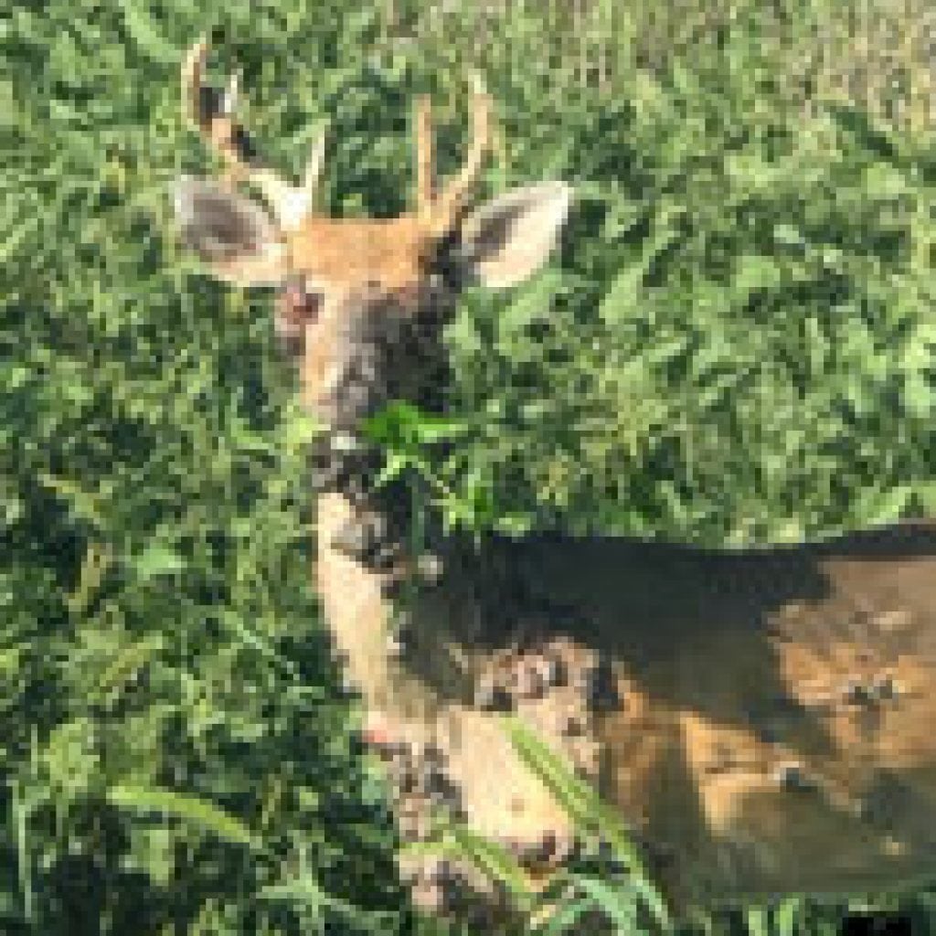 Deer Warts: What We Know About These Nasty Growths on Whitetails ...