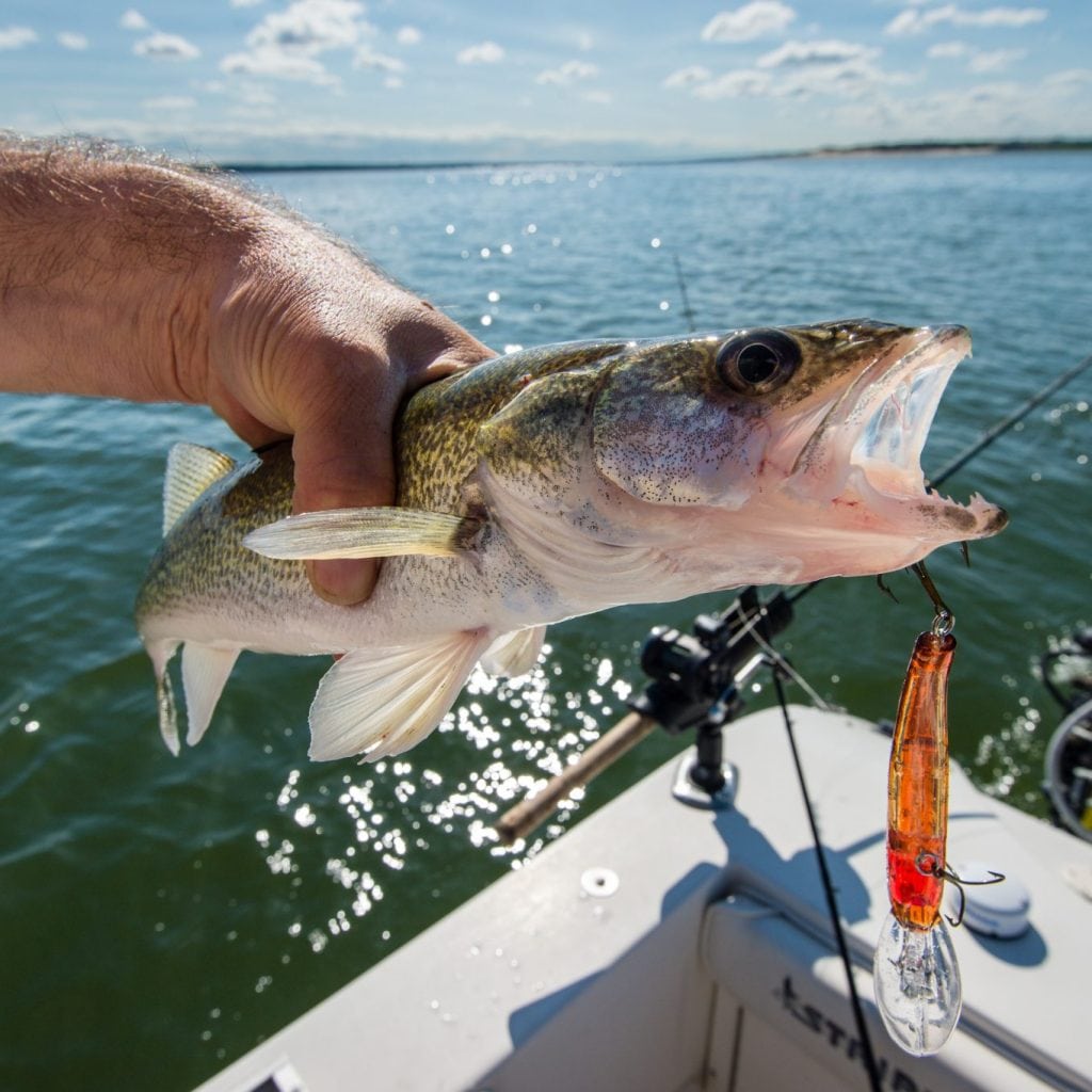 How to Raise Big Walleye - Outdoor Enthusiast Lifestyle Magazine