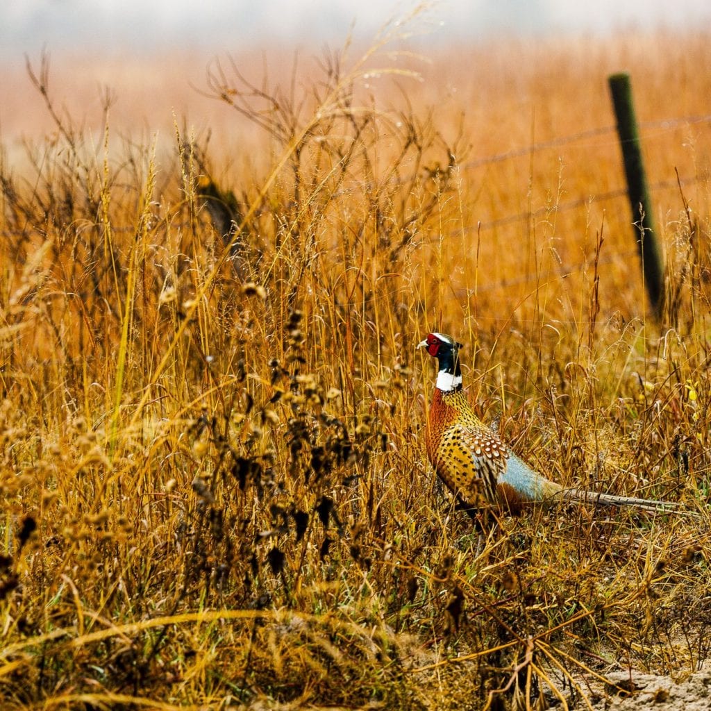 The Pheasant’s Schedule And How To Hunt It - Outdoor Enthusiast ...