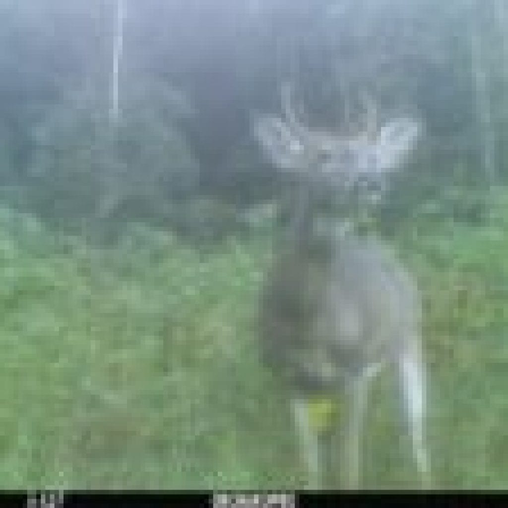 This is What Causes Small Antlers in Bucks - Outdoor Enthusiast ...