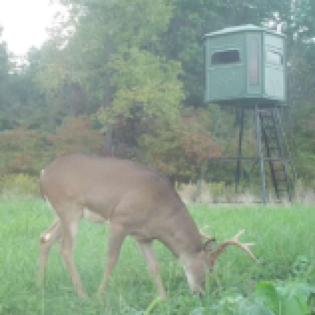 What is a Management Buck? - Outdoor Enthusiast Lifestyle Magazine