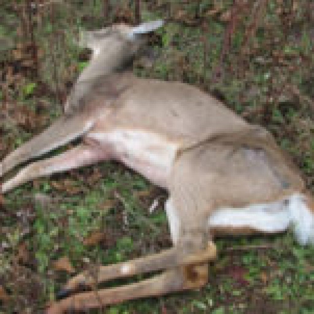 Mysterious Deer Deaths Solved in Pennsylvania - Outdoor Enthusiast ...