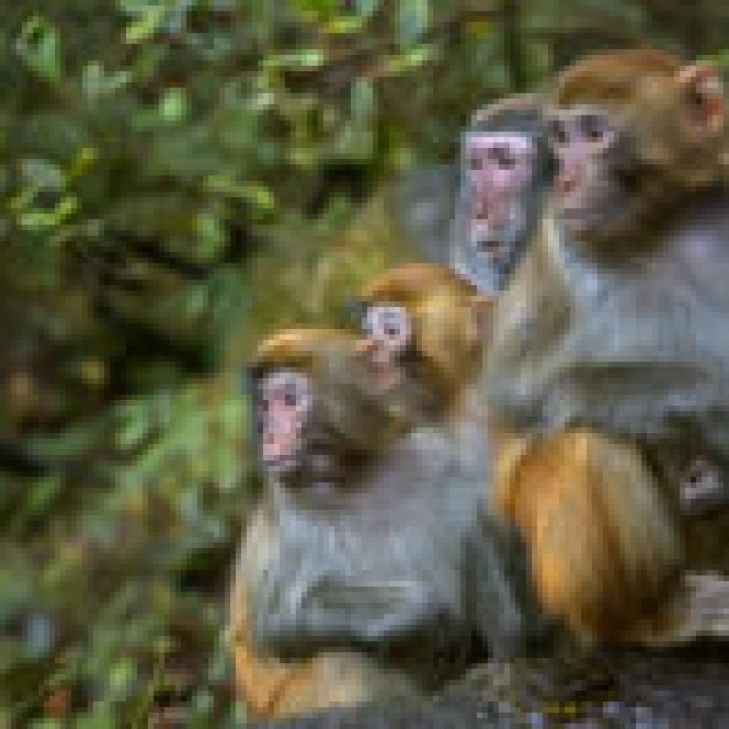 CWD Monkeys Fed Cannibal Diet: Researcher - Outdoor Enthusiast ...