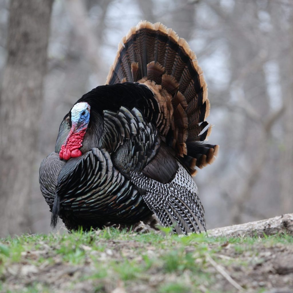 Turkey Trifecta - Outdoor Enthusiast Lifestyle Magazine