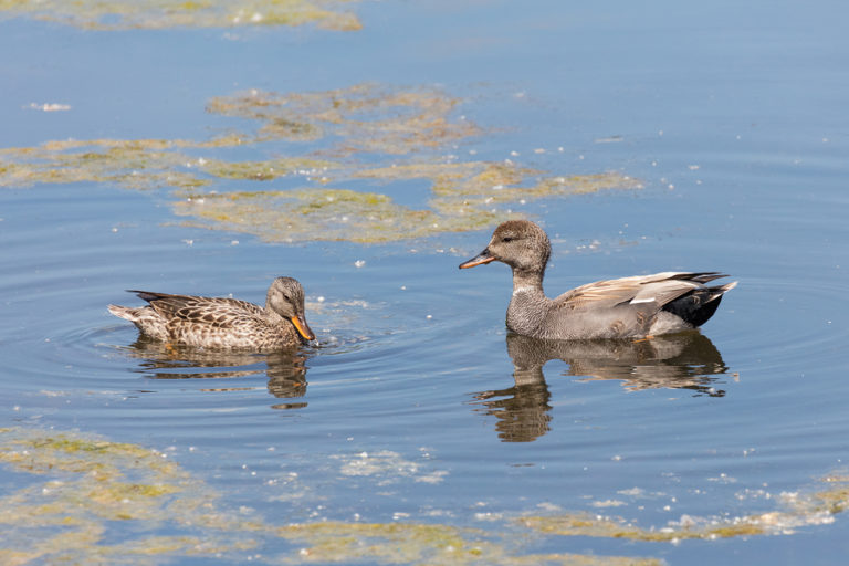 The Great Big American Duck Hunting Species Guide - Outdoor Enthusiast ...