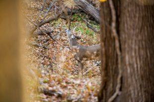 Twelve Tips For Archery Deer Hunting During the Rut - Outdoor ...