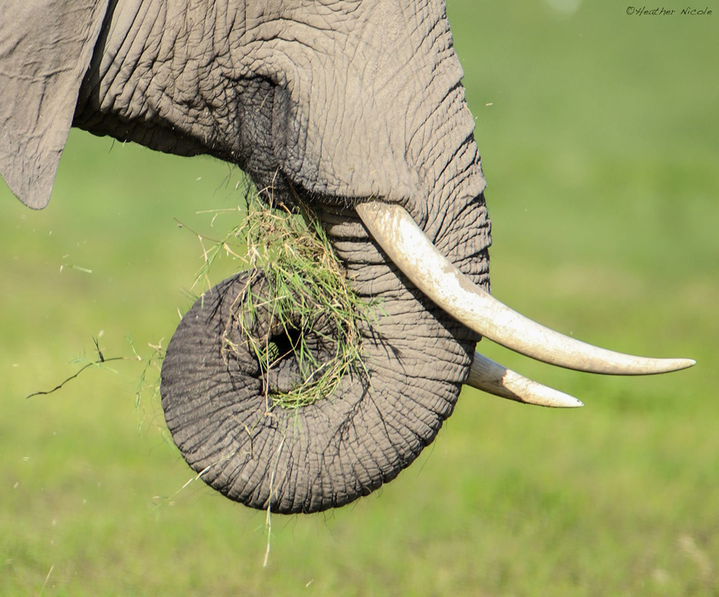 Abstract Wildlife Assignment Winner Heather Nicole - Outdoor Enthusiast ...