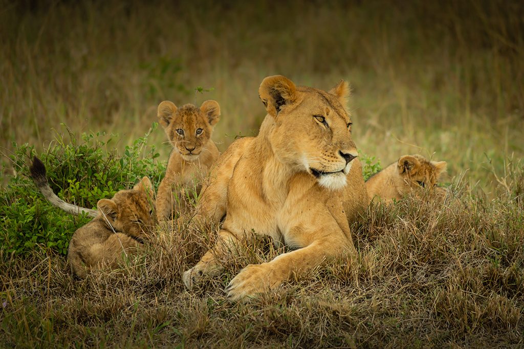 Big Cat Photos From The Wildlife Photo Contest - Outdoor Enthusiast ...