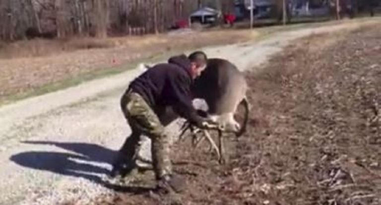 Man Takes on Deer in Wrestling Match, and the Scuffle is Captured on ...