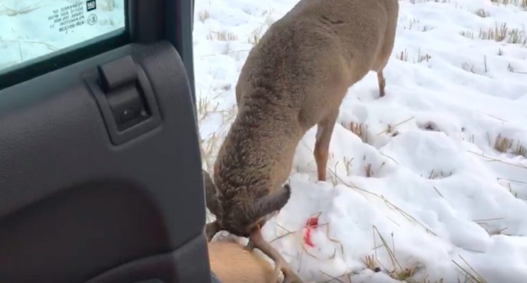 10-Point Buck Tries to Fight Dead Deer Right Next to the Truck ...