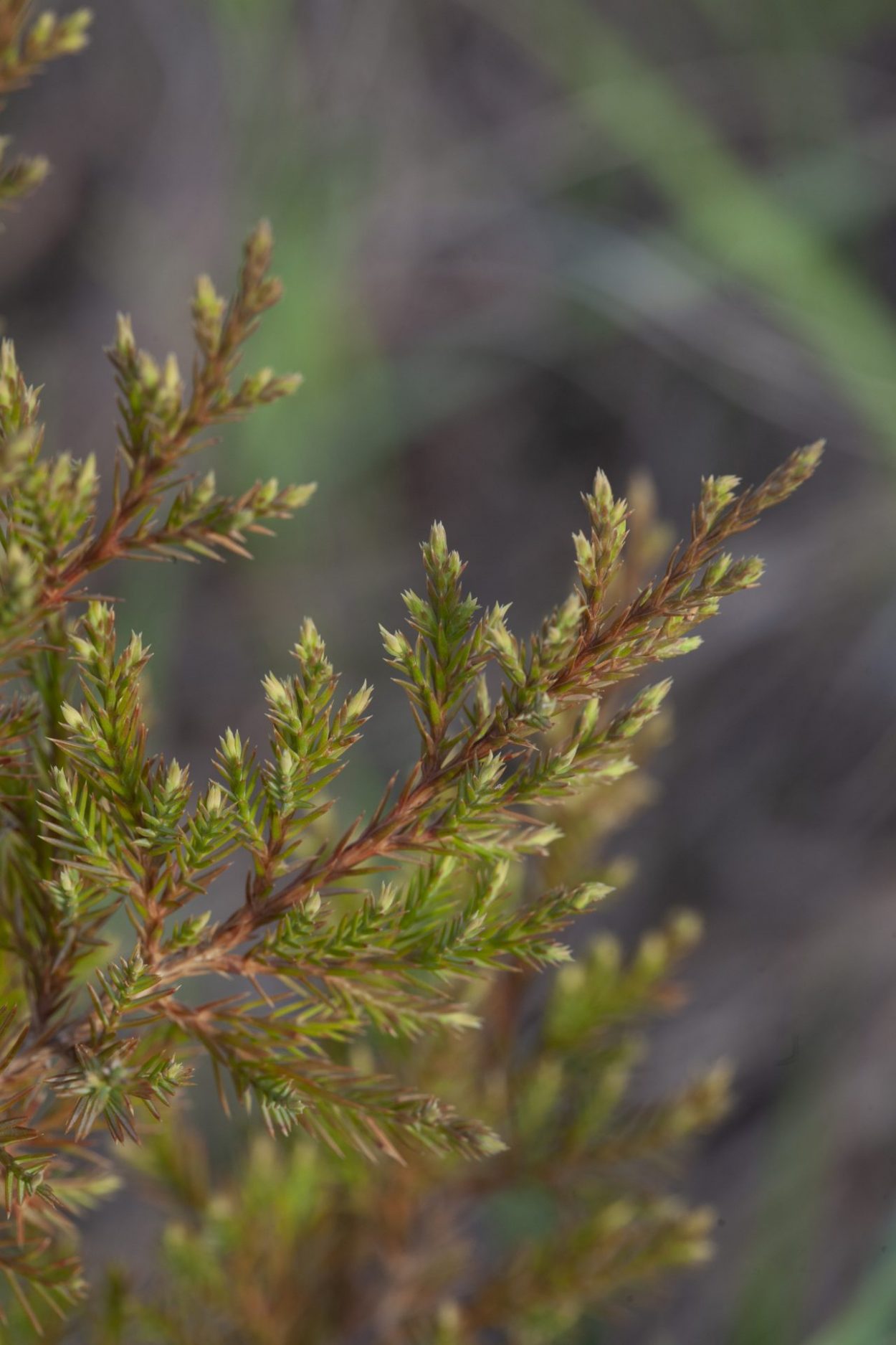 Halt Eastern Redcedar Invasion - Outdoor Enthusiast Lifestyle Magazine