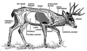 How to Find (and Aim for) Deer Vitals - Outdoor Enthusiast Lifestyle ...
