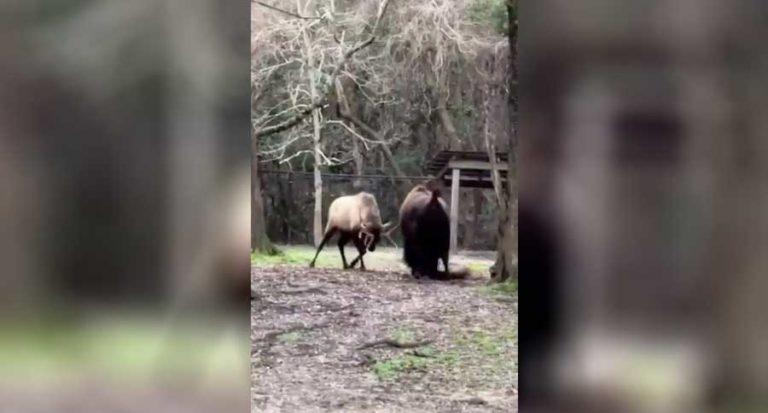 It's a Head-to-Head, Bison vs. Elk Matchup - Outdoor Enthusiast ...