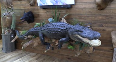 13-foot, 1,100-Pound Alligator Needs a Whole Wall for the Mount ...