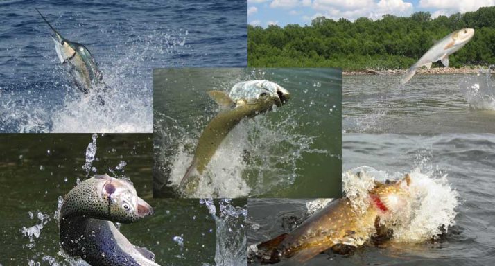 30 Photos of Fish Jumping Out of Water You Want to Fish In - Outdoor ...