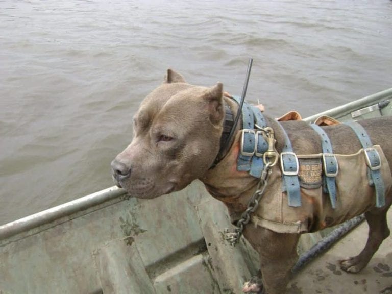 Gun Dog Hall of Fame: The 20 Best Hunting Breeds to Hit the Field ...