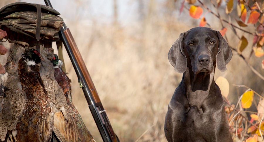 Gun Dog Hall of Fame: The 20 Best Hunting Breeds to Hit the Field ...