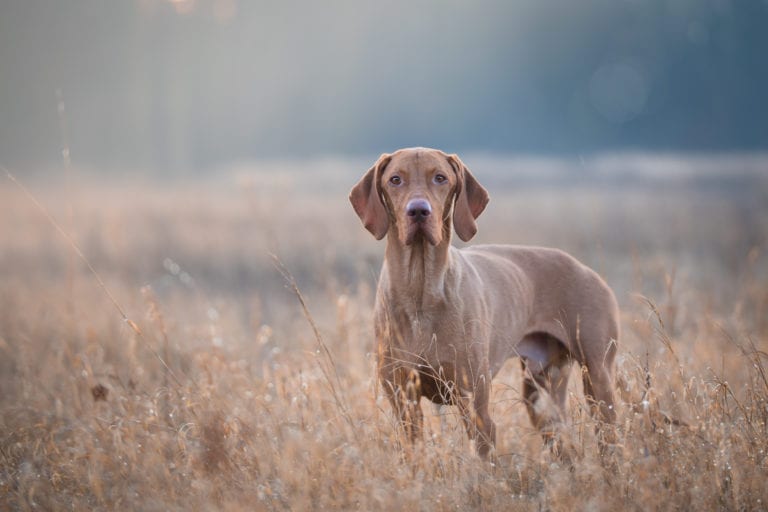Gun Dog Hall of Fame: The 20 Best Hunting Breeds to Hit the Field ...