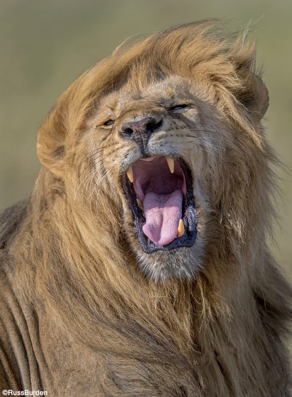 How To Create Images Of Animals With Impact, Part 1 - Outdoor ...