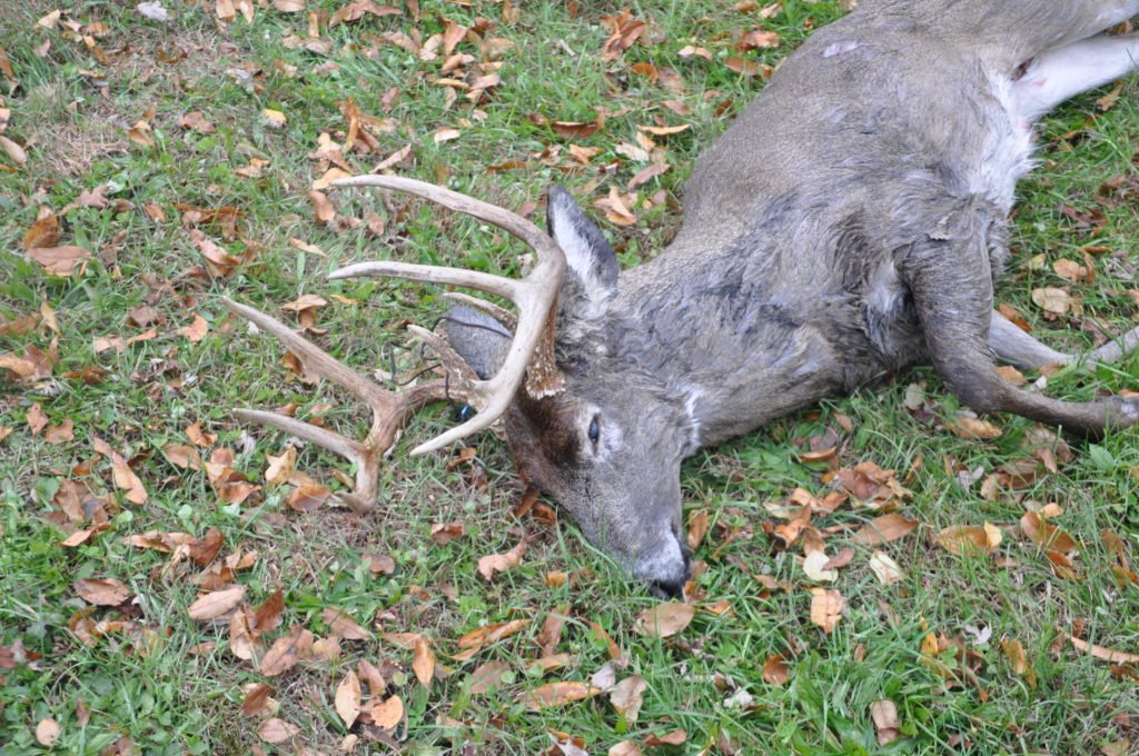 How to Determine If You Have Too Many (or Not Enough) Deer on Your ...