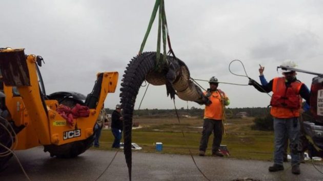 This 12-Foot, 500-Pound Florida Gator Was Trapped and Relocated ...