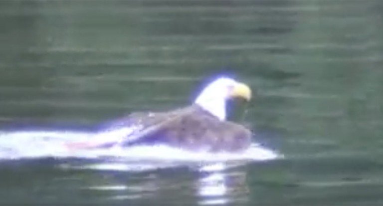 Bald Eagle Bites Off More Than He Can Chew, but Manages Just Fine ...