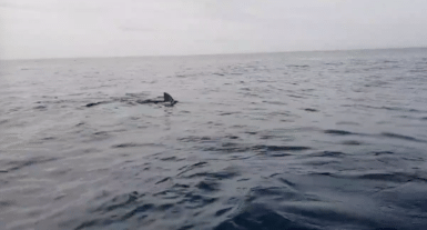 Kayakers Panic as Large Great White Shark Follows Them - Outdoor ...