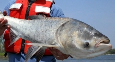 Breaking Down the Asian Carp Disaster - Outdoor Enthusiast Lifestyle ...