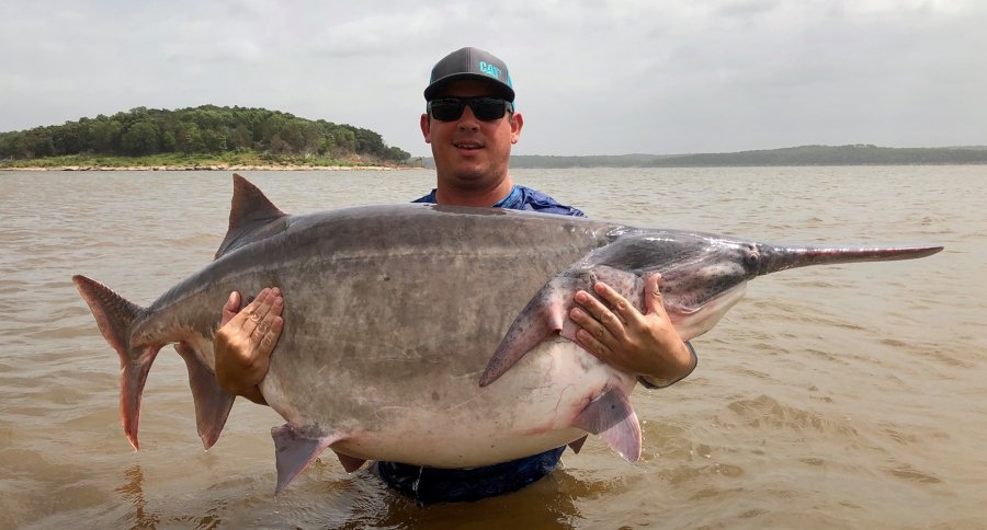 Possible World Record 146-Pound Paddlefish Caught in Oklahoma ⋆ Outdoor ...