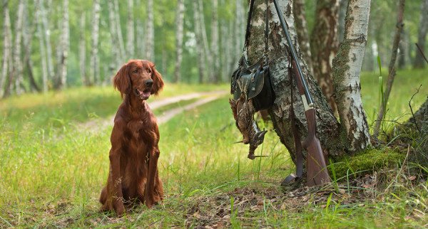 The 10 Best Hunting Dog Breeds - Outdoor Enthusiast Lifestyle Magazine