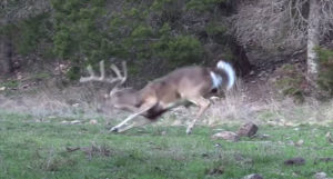 Broadhead Causes Deer to Bleed Out in a Matter of Seconds - Outdoor ...