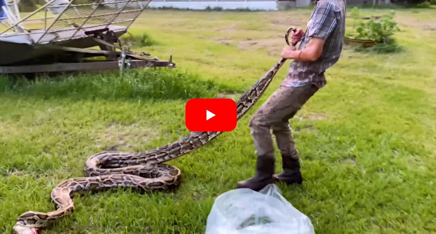 Solo Snake Hunter Battles Giant 17-Foot Florida Python in the ...