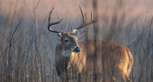 Deer Habitat Zones, and How to Use These Necessities for Hunting ...