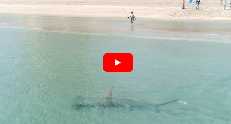 Drone Footage Captures 14-Foot Hammerhead Shark Hunting Migrating ...