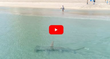 Drone Footage Captures 14-Foot Hammerhead Shark Hunting Migrating Blacktips - Outdoor Enthusiast ...
