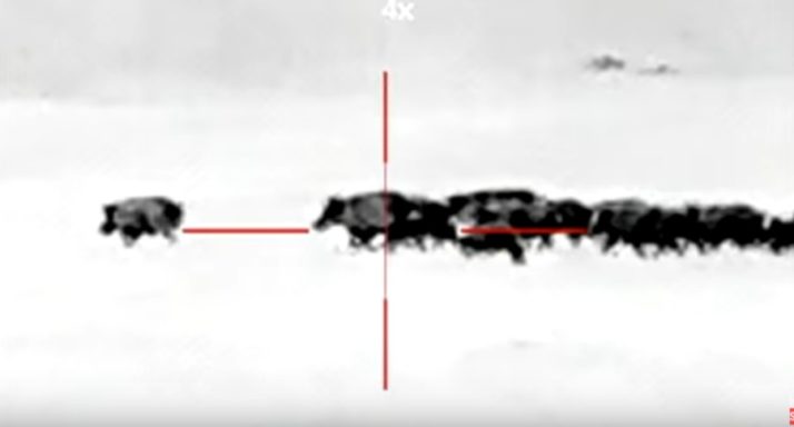 Farmer Takes 107 Feral Hogs Using Thermal Night Vision - Outdoor ...