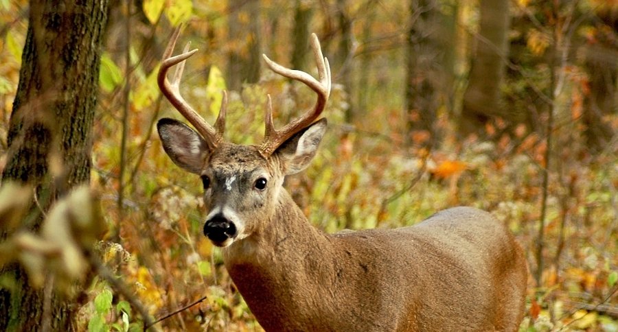 Indiana Deer Hunting: An Underrated State to Bag a Big Buck - Outdoor ...