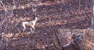 Looking Back on the 17-Point Buck Taken With a Bow in New York ...