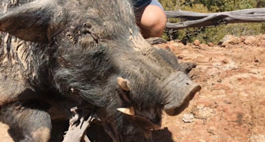 Australian Hunters Down Giant 300-Pound Feral Boar with a Single Shot ...
