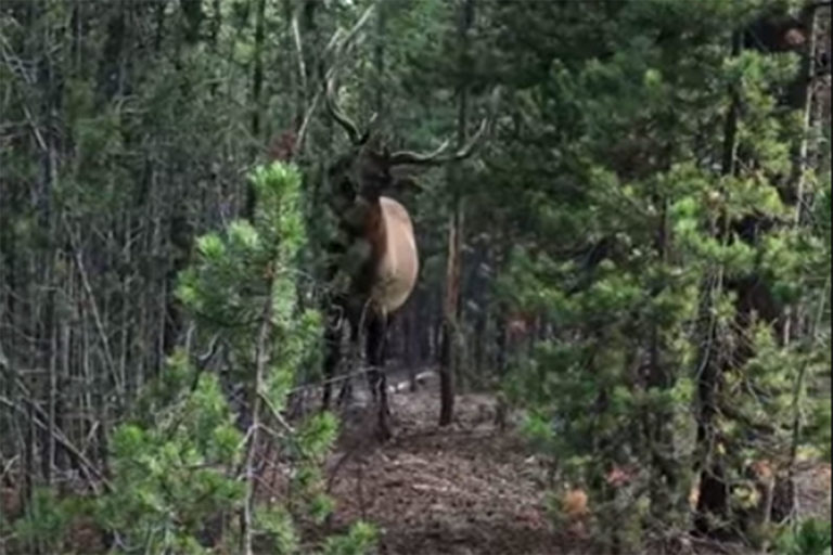Bull Elk Goes Nuts Rubbing a Tree - Outdoor Enthusiast Lifestyle Magazine