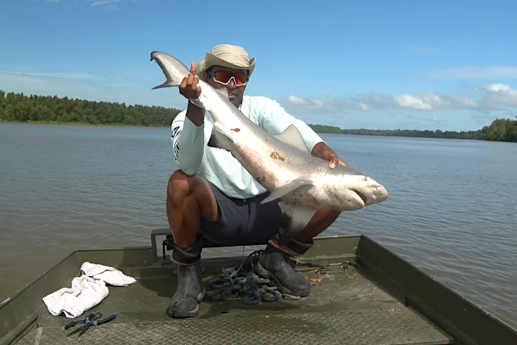 Fishing for Bull Sharks in a Freshwater River Produces Surprising ...