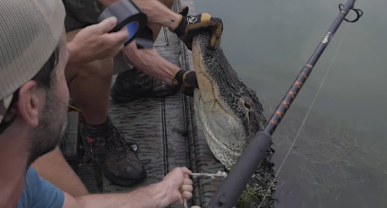 Giant Georgia Alligator Hunt Makes for an Exciting Catch and Cook ...